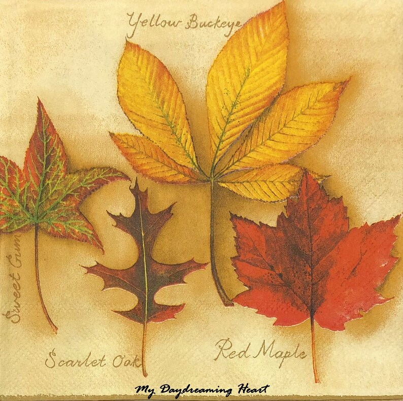 Autumn Leaves Decoupage Napkins Fall Leaf Named Specimen | Etsy