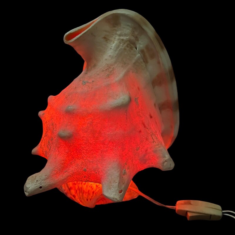 Conch Shell Lamp - Etsy