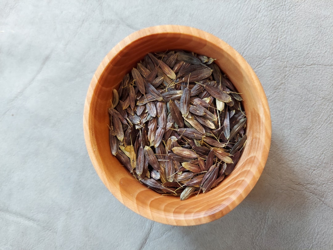 Dye Garden Woad Seeds - Etsy