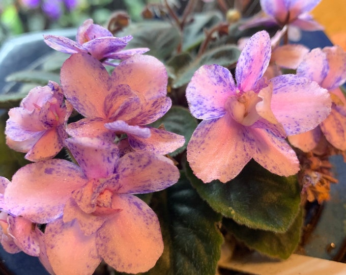 Twinkle Twirl (semi Mini) African Violet Pair of Leaves - Etsy