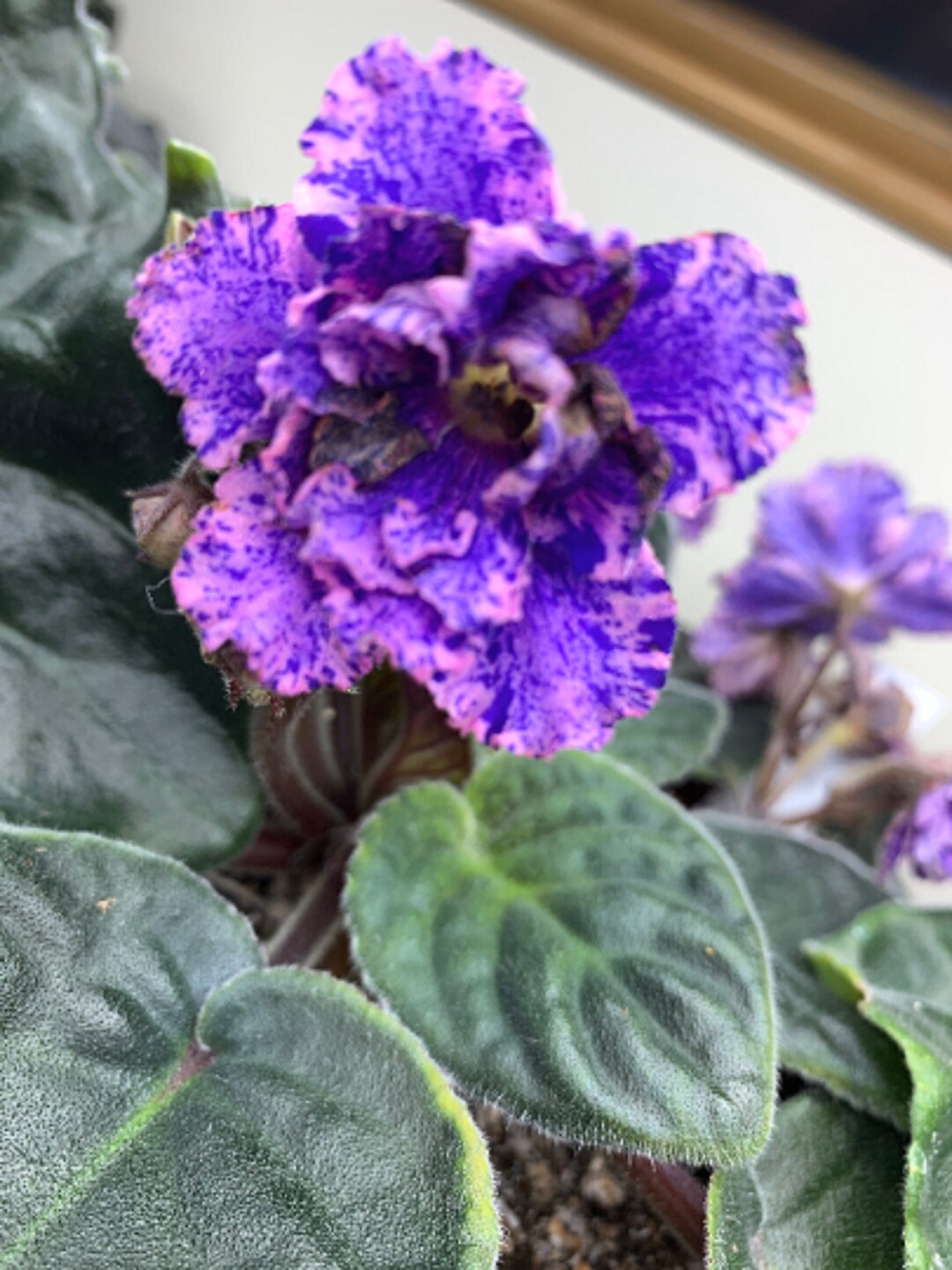 African Violet Midnight Waterfall Pair of Leaves - Etsy