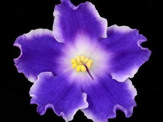 African Violet Panda Paws Pair of Leaves - Etsy