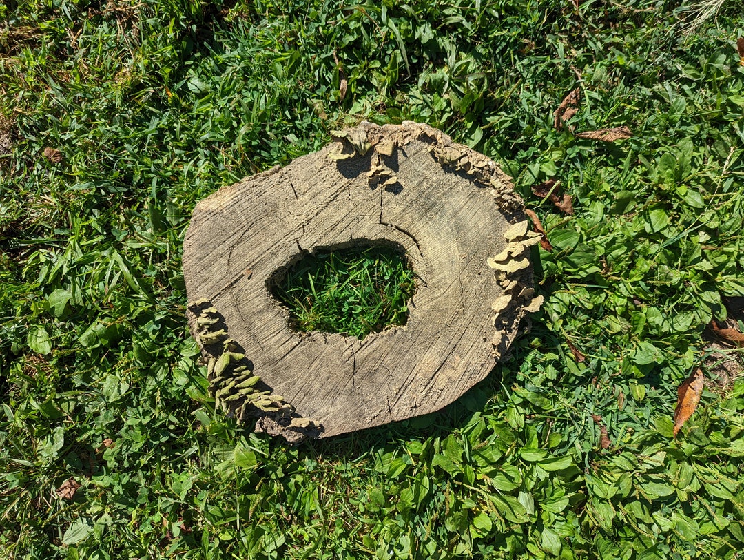 100% Raw Oak Wood Round -- Beautiful Natural Piece - Etsy