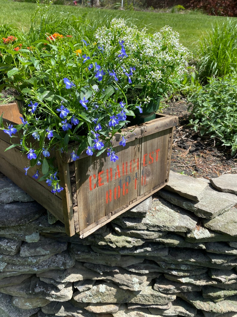 Vintage Wooden Cranberry Crate Vintage Cranberry Box - Etsy