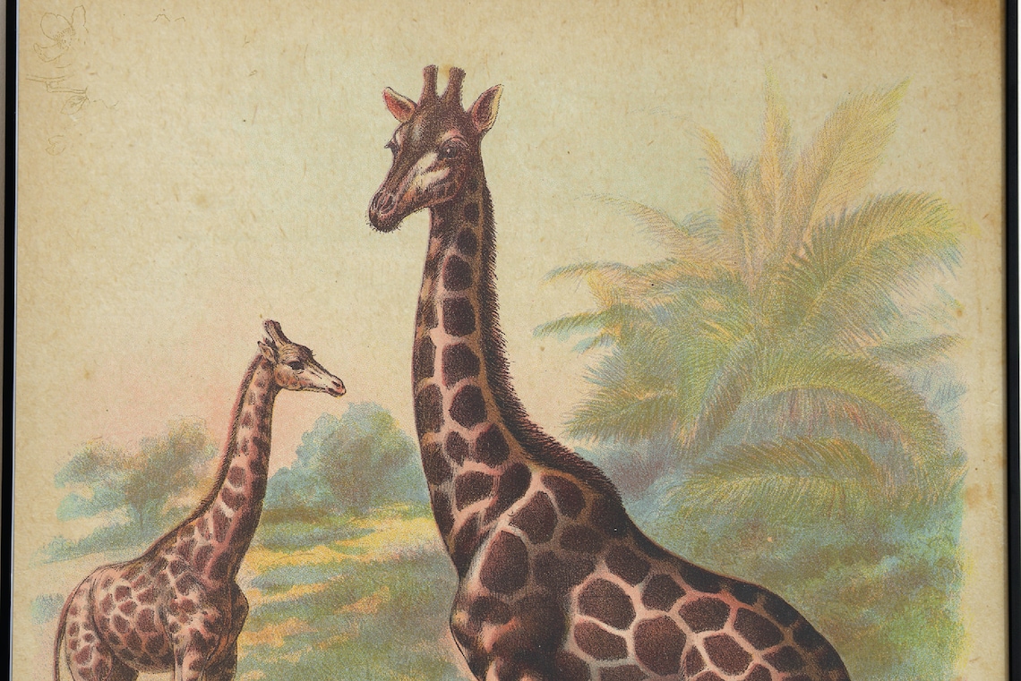 Vintage Giraffe Poster | Etsy