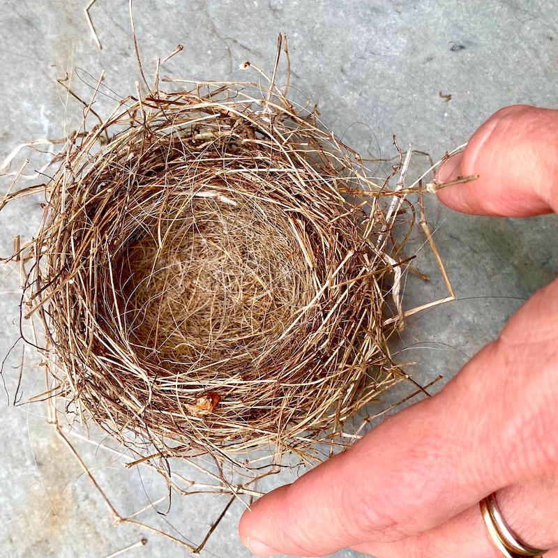 Real Birds Nest - Etsy