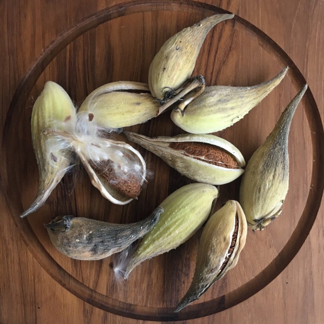 3 Milk Weed Pods 100's of Seeds Inside From Vermont(genus Asclepias ...