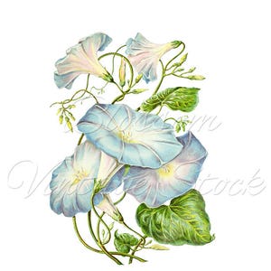 Light Blue Flower Printable Wall Art Botanical Flower Print - Etsy