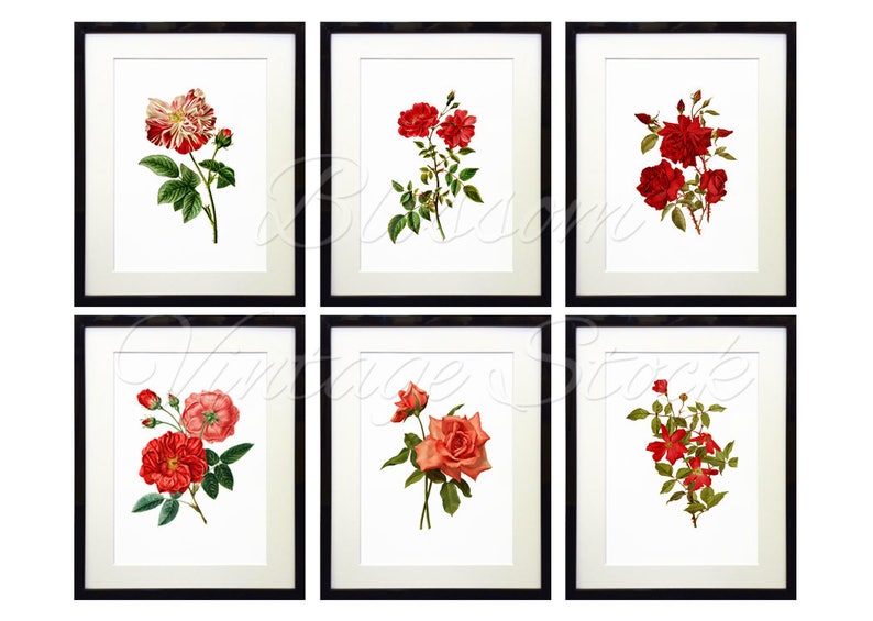 Vintage Botanical Flower Rose Red Roses Prints Botanical | Etsy