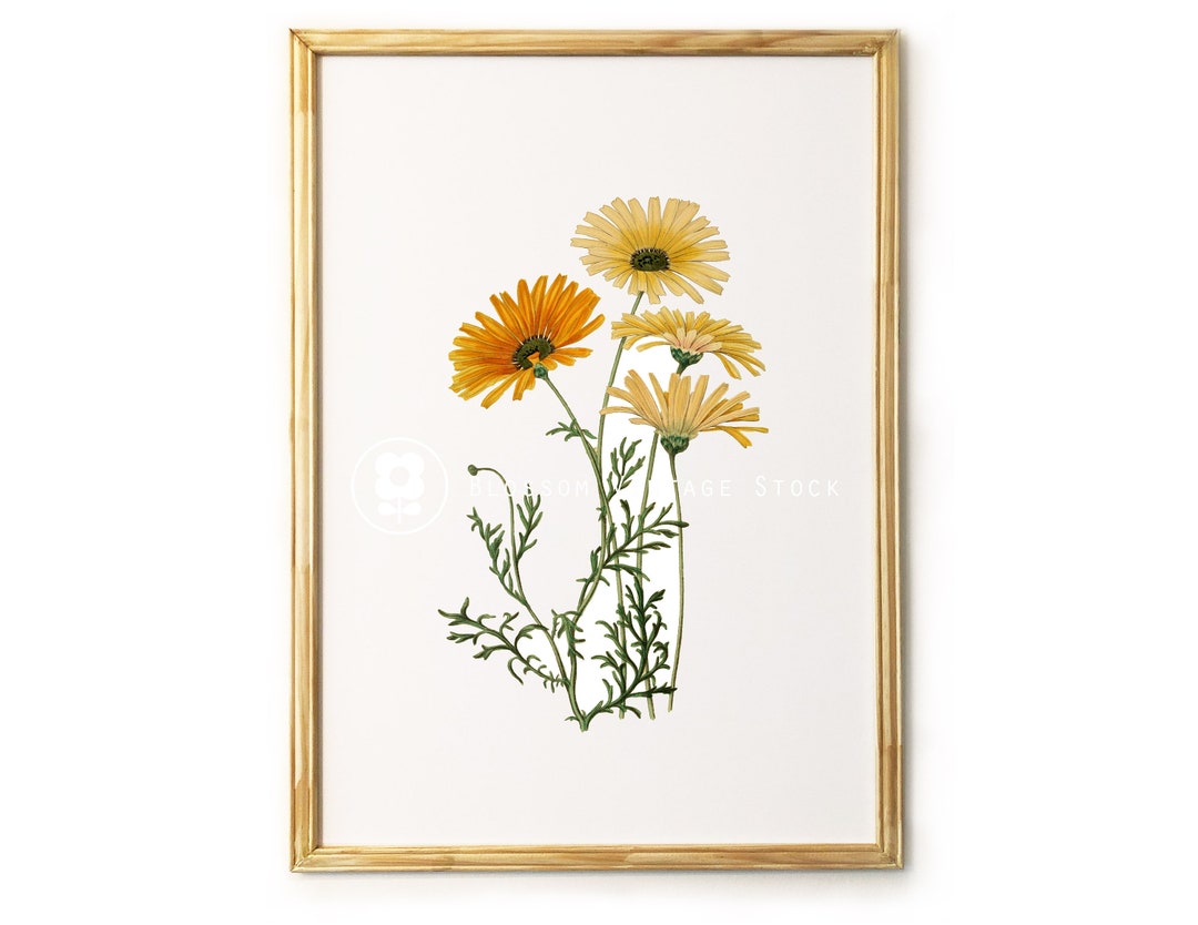 Orange Flower Print Vintage Flower Print Floral Print - Etsy