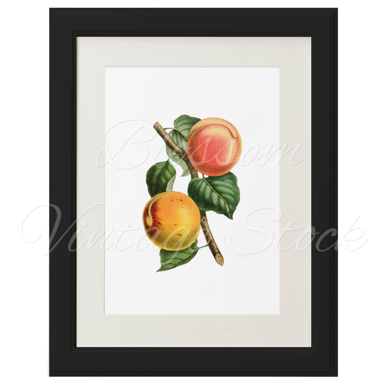 Vintage fruits illustration botanical print Peach Vintage | Etsy