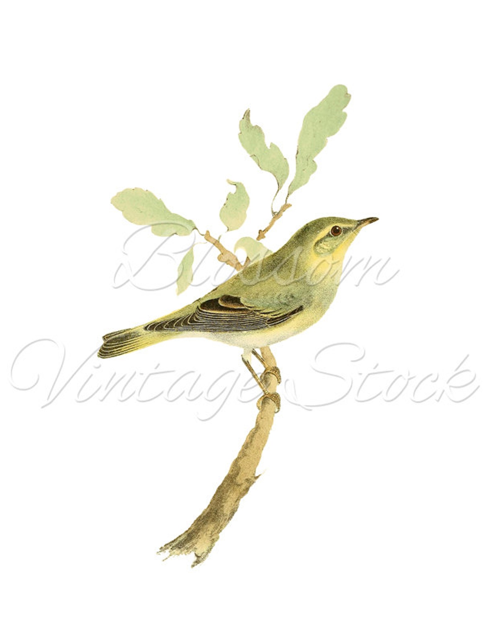 Bird Print Set Vintage Birds Prints Antique Illustrations | Etsy