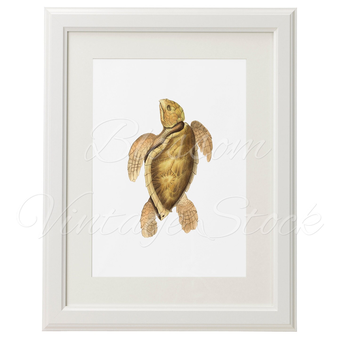 Vintage Sea Turtle Printable Art Turtle Antique Illustration | Etsy