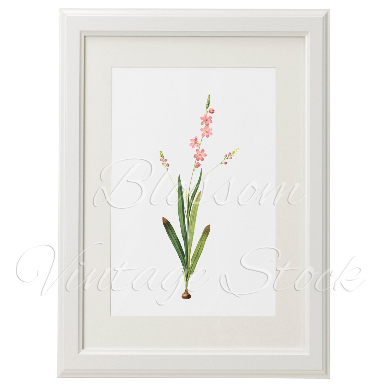 Printable Art Pink Flower Botanical Printable Wall art Vintage | Etsy