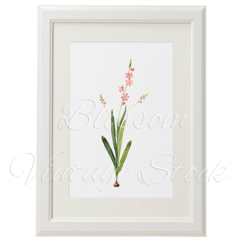 Printable Art Pink Flower Botanical Printable Wall art Vintage | Etsy