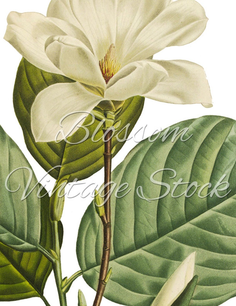 Magnolia Botanical Print Magnolia Vintage Instant Download | Etsy