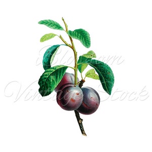 Plum Print, Wall Art Printable Plum Illustration, Vintage Botanical ...