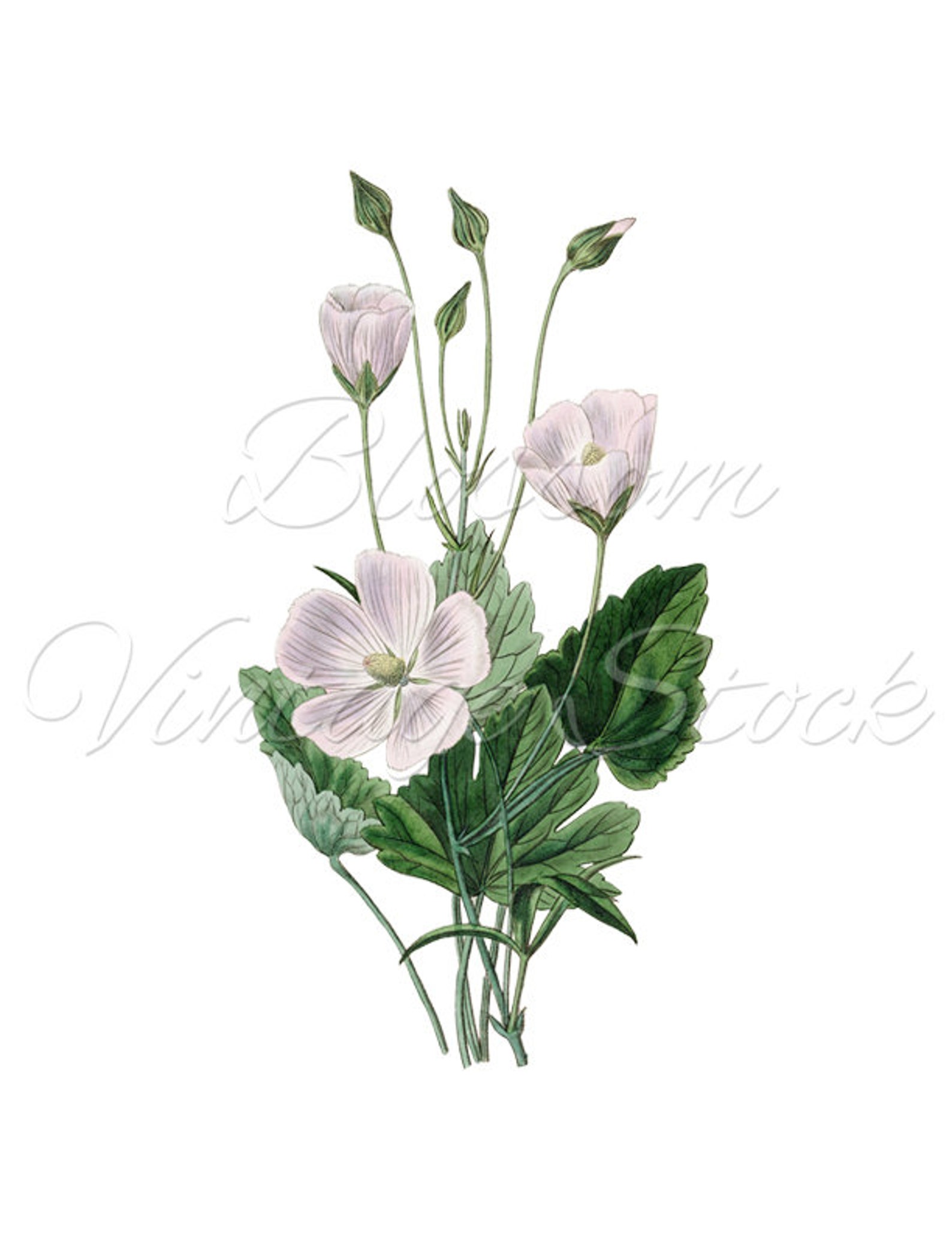 Flower Botanical Printable Art Vintage Botanical antique | Etsy