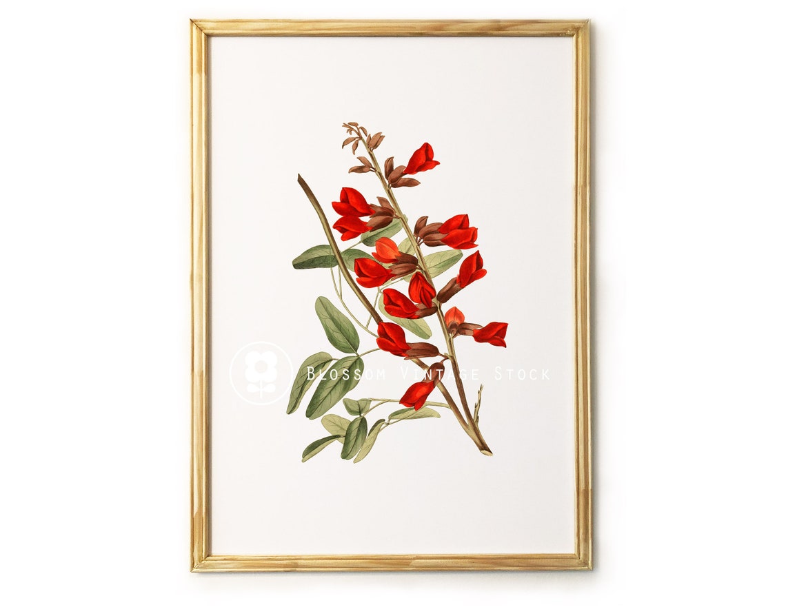 Botanical Print Red Flower Botanical Printable Art Digital | Etsy