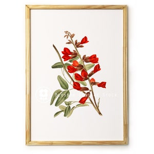 Botanical Print Red Flower Botanical Printable Art Digital | Etsy