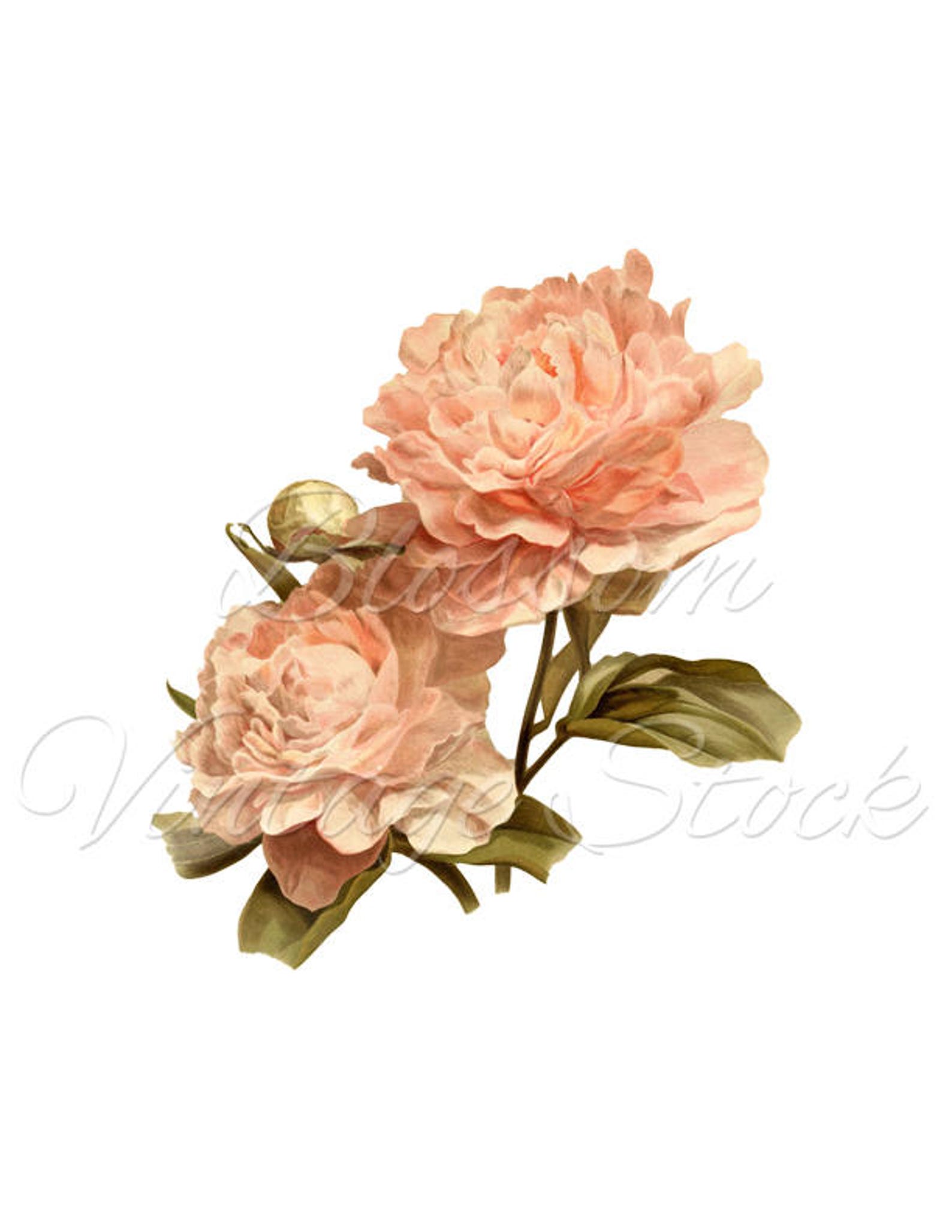 Wall Art Print Printable Rose Vintage Roses Pink Rose | Etsy