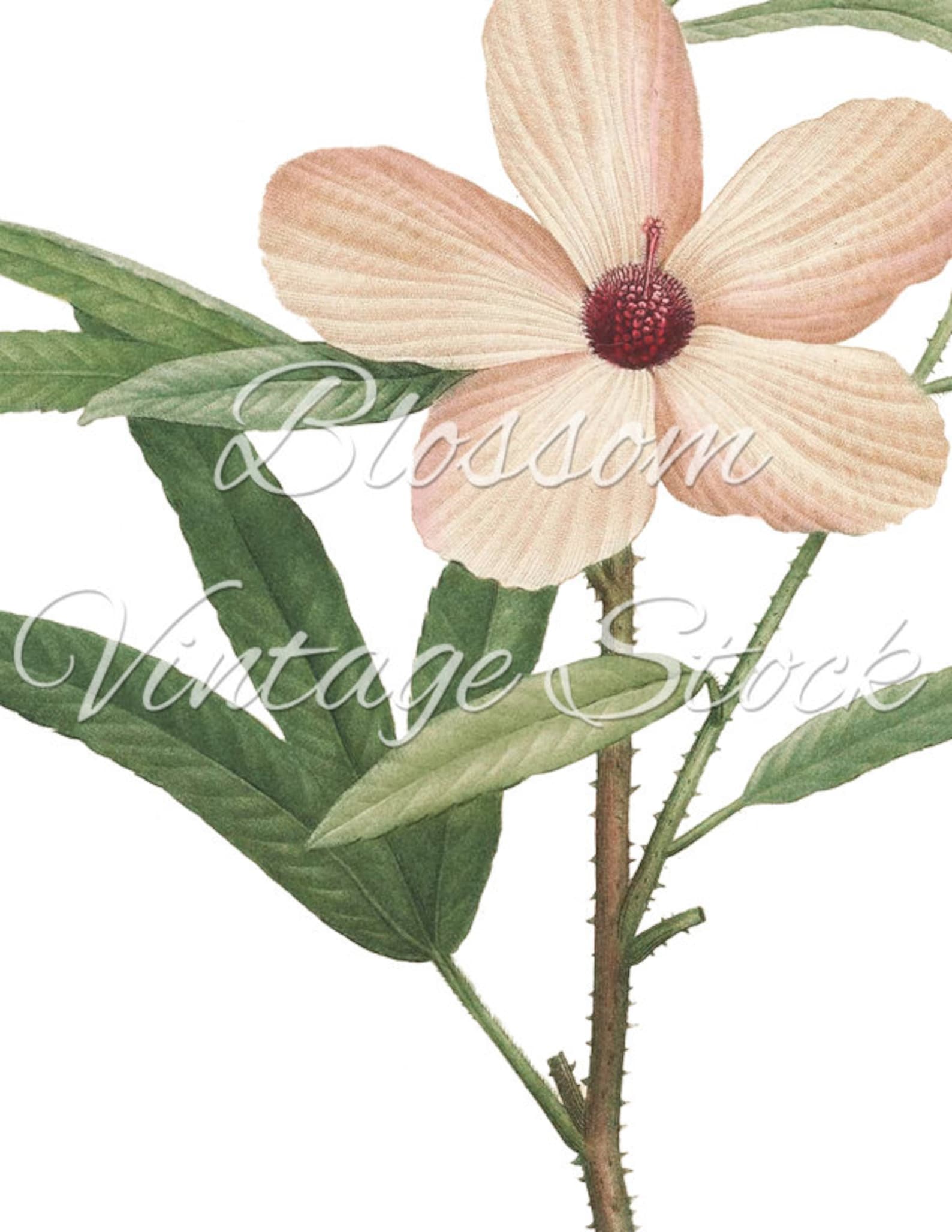 Botanical Prints Botanical Printable Art Flower Digital | Etsy