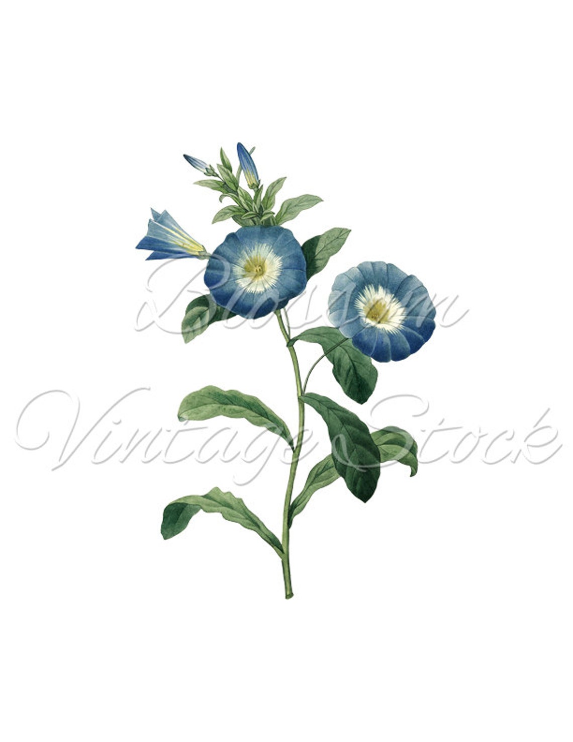 Blue Flowers Botanical Prints Printable Art flower Vintage | Etsy