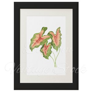 Botanical Leaves Printable Botanical Illustration Leaves - Etsy