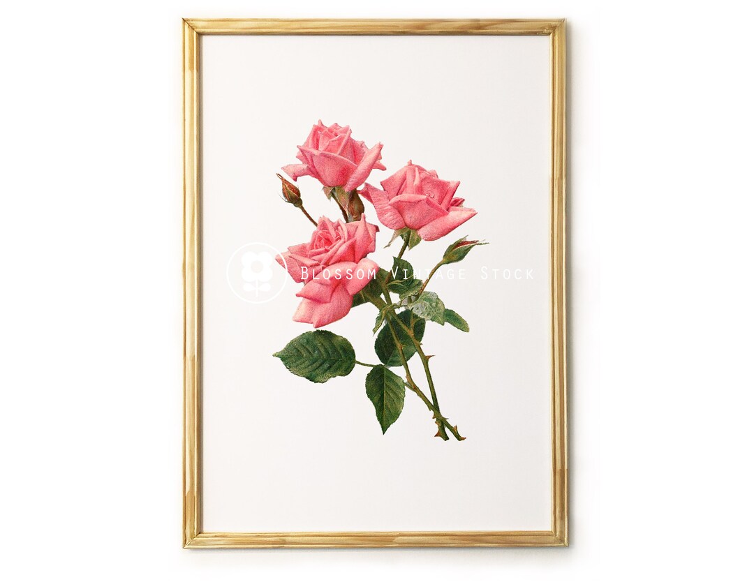 Vintage Roses Clipart, Shabby Chic Roses Pink Flower Digital Graphic ...