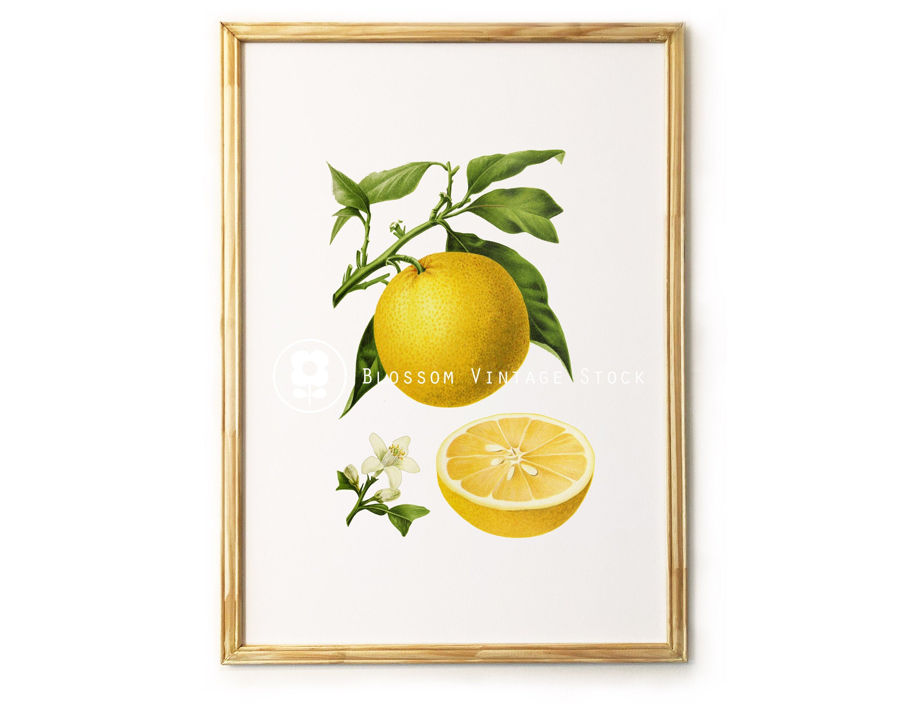 Lemon Print Vintage Botanical Print Set Lemon Illustration | Etsy