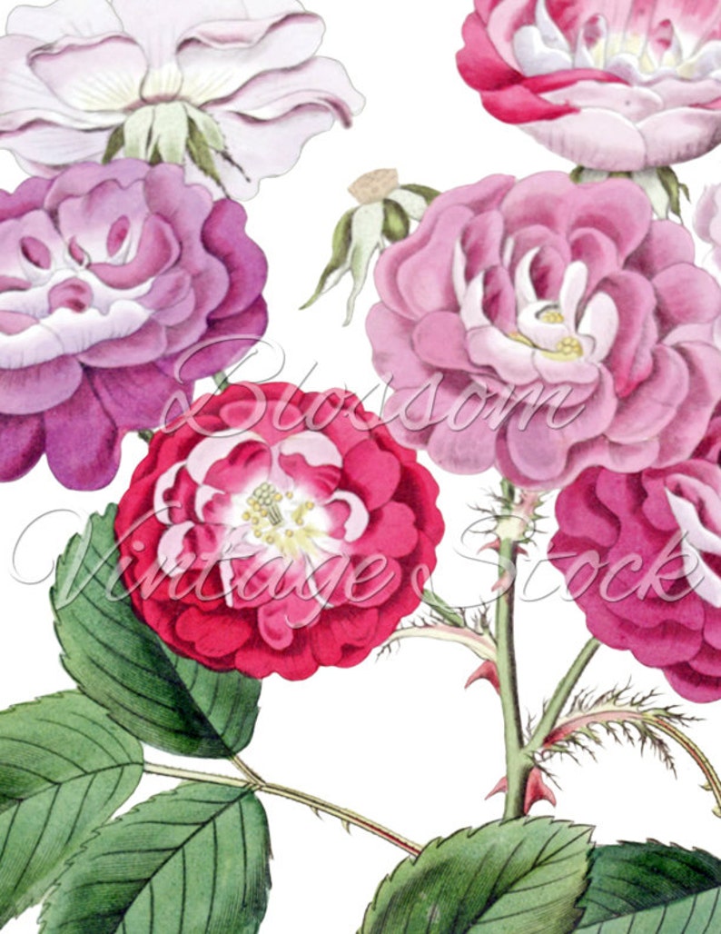 Pink Flower Clipart Vintage Graphic Pink Lilac Flowers | Etsy