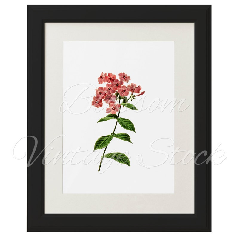 Vintage Flower Botanical Printable Art Digital Image Vintage | Etsy