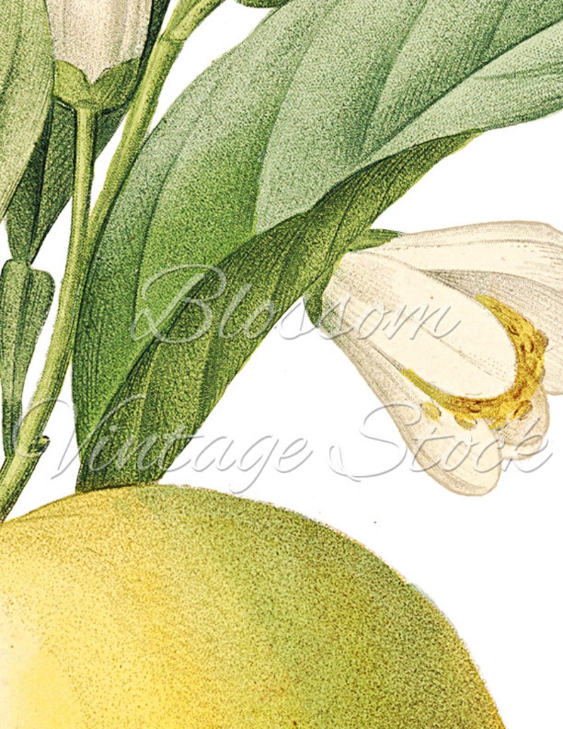 Lemon Botanical Print Lemon Vintage Illustration Wall Art - Etsy