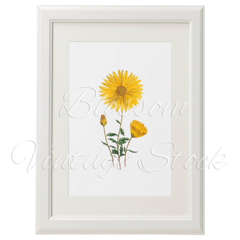 Yellow Daisy Flower Print Vintage Flower Print botanical | Etsy