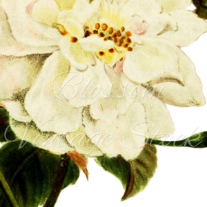 Botanical Print, White Rose Vintage Graphic Antique Illustration for ...