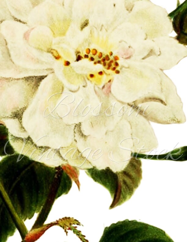 Botanical Print White Rose Vintage Graphic Antique | Etsy