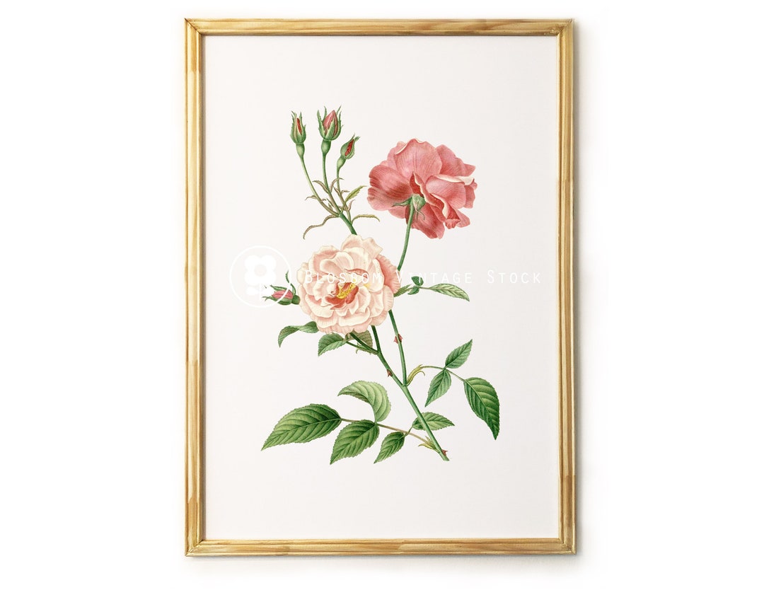Pink Rose Prints, Printable Art, Shabby Chic Rose Vintage Image for ...