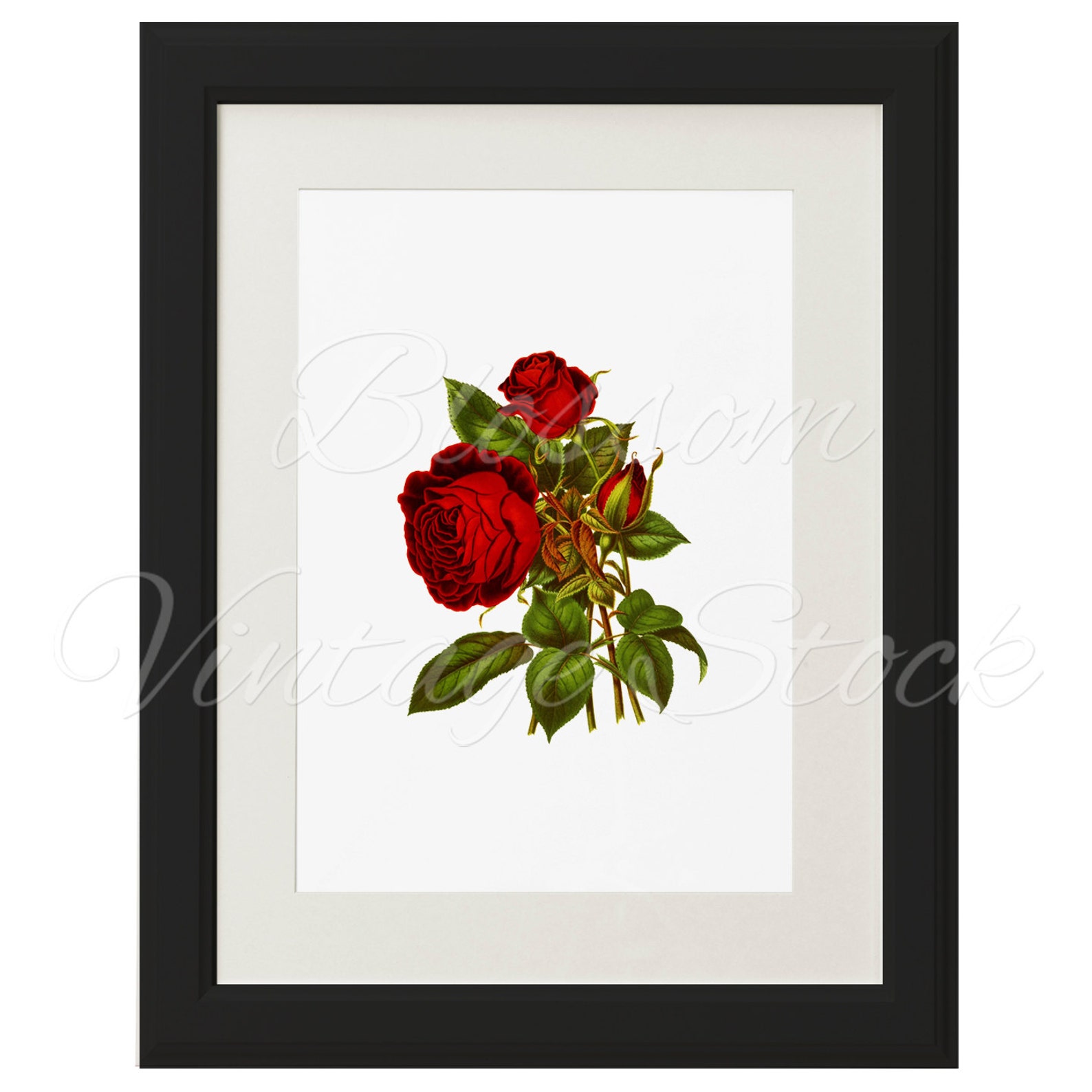 Red Rose Print Printable Art Antique Rose Antique Rose | Etsy