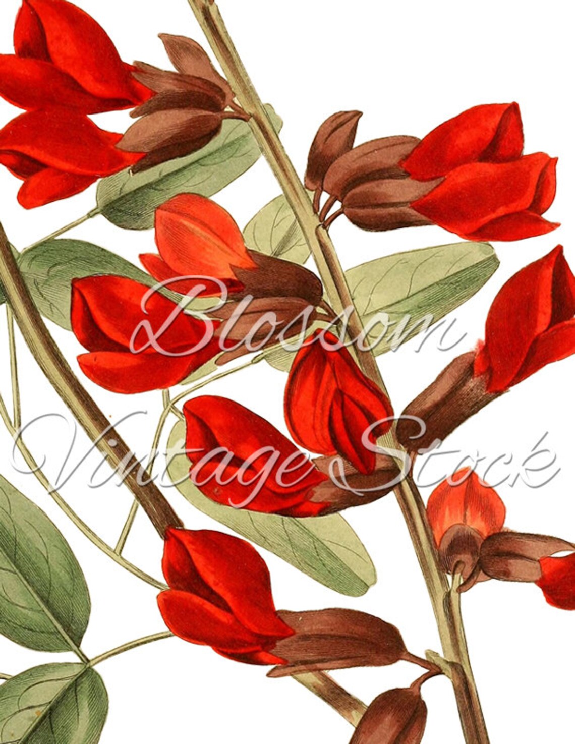 Botanical Print Red Flower Botanical Printable Art Digital | Etsy