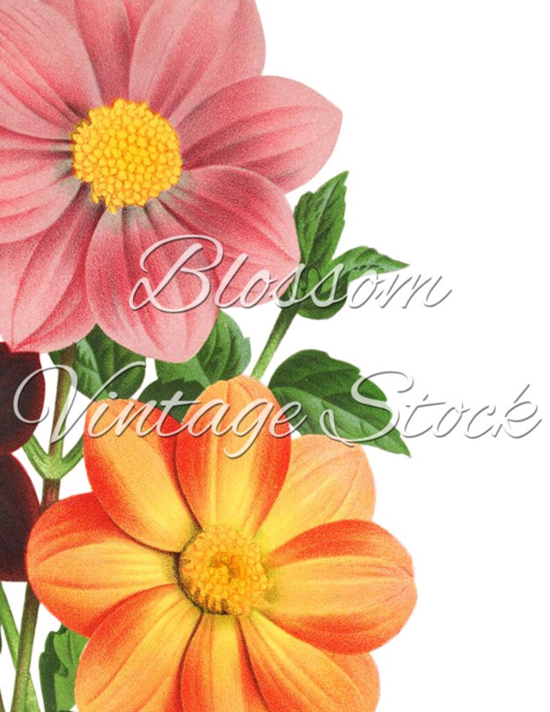 Floral Wall Art Print Vintage Flower Print Vintage Flower | Etsy