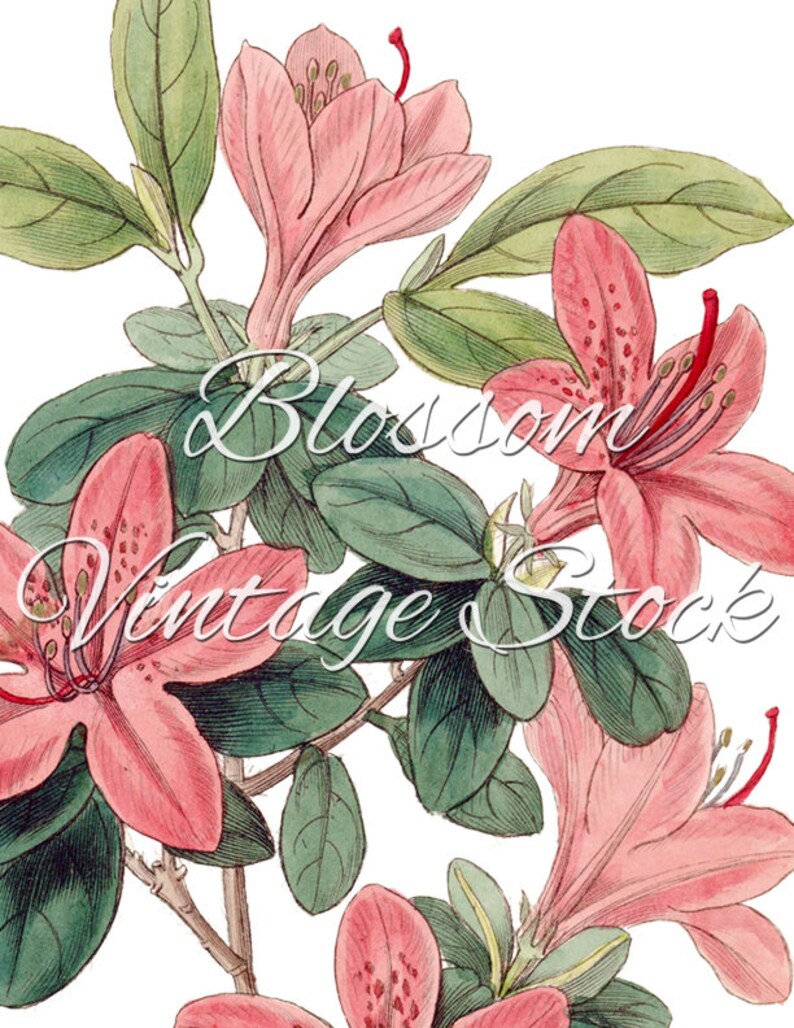 Pink Flowers Botanical Printable Art Digital Image INSTANT - Etsy