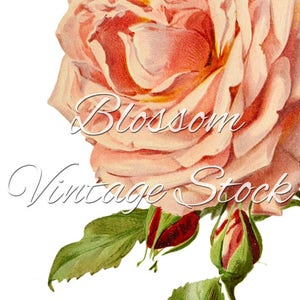 Pink Rose Printable Art, Wall Art Print Digital Download Illustration ...