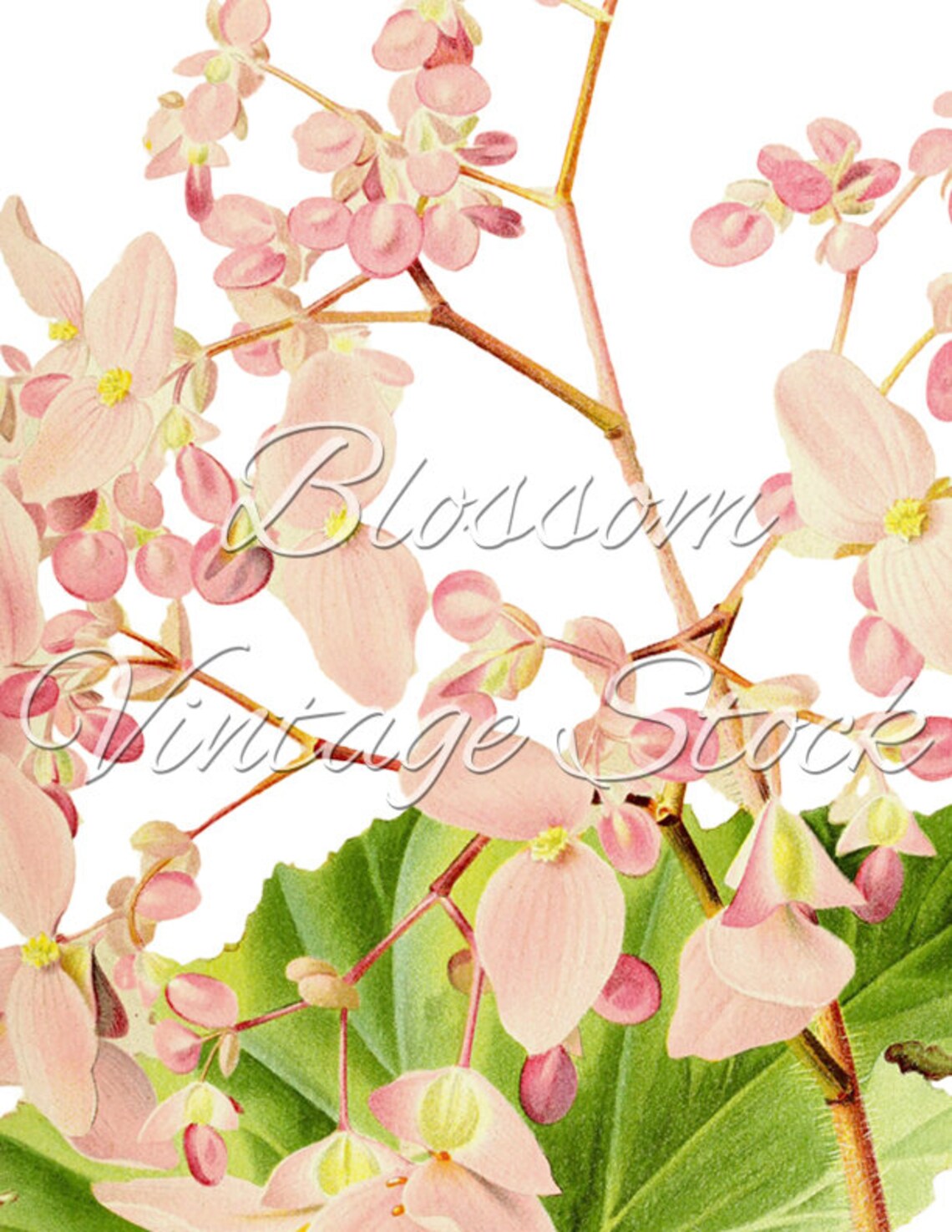 Botanical Print Pink FLowers Print Botanical Illustration | Etsy