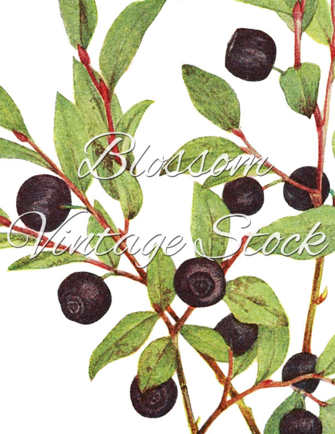 Blueberry Print Vintage blueberry illustration wall art | Etsy