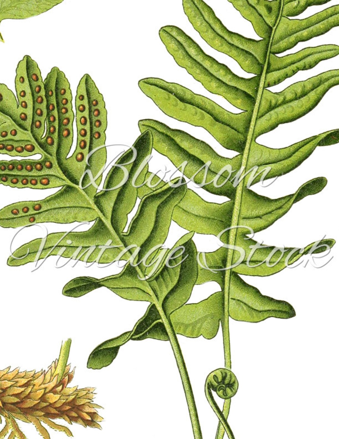 Fern Botanical Print Vintage Wall decor Botanical Fern PNG | Etsy