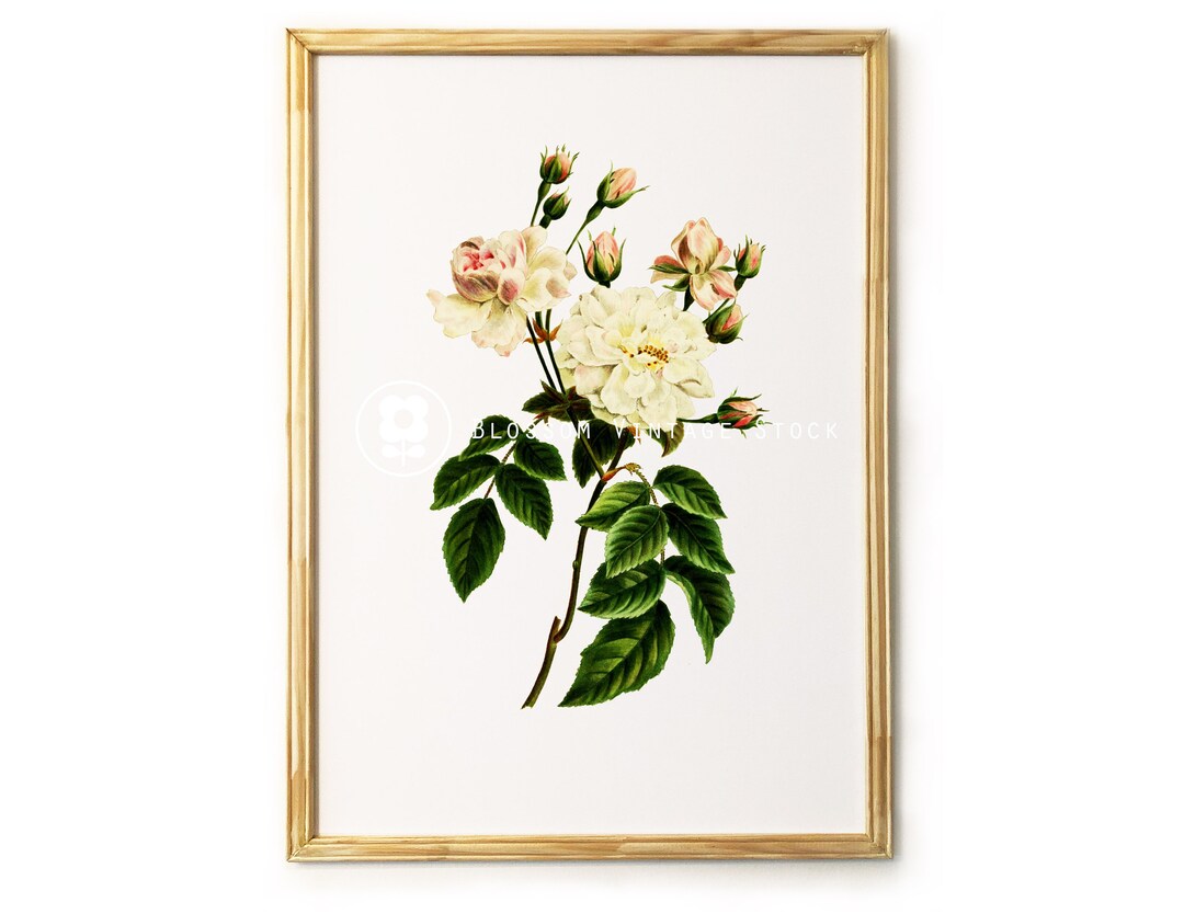Botanical Print, White Rose Vintage Graphic Antique Illustration for ...