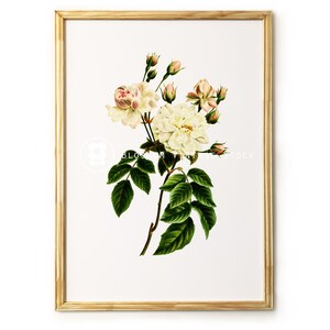 Botanical Print, White Rose Vintage Graphic Antique Illustration for ...