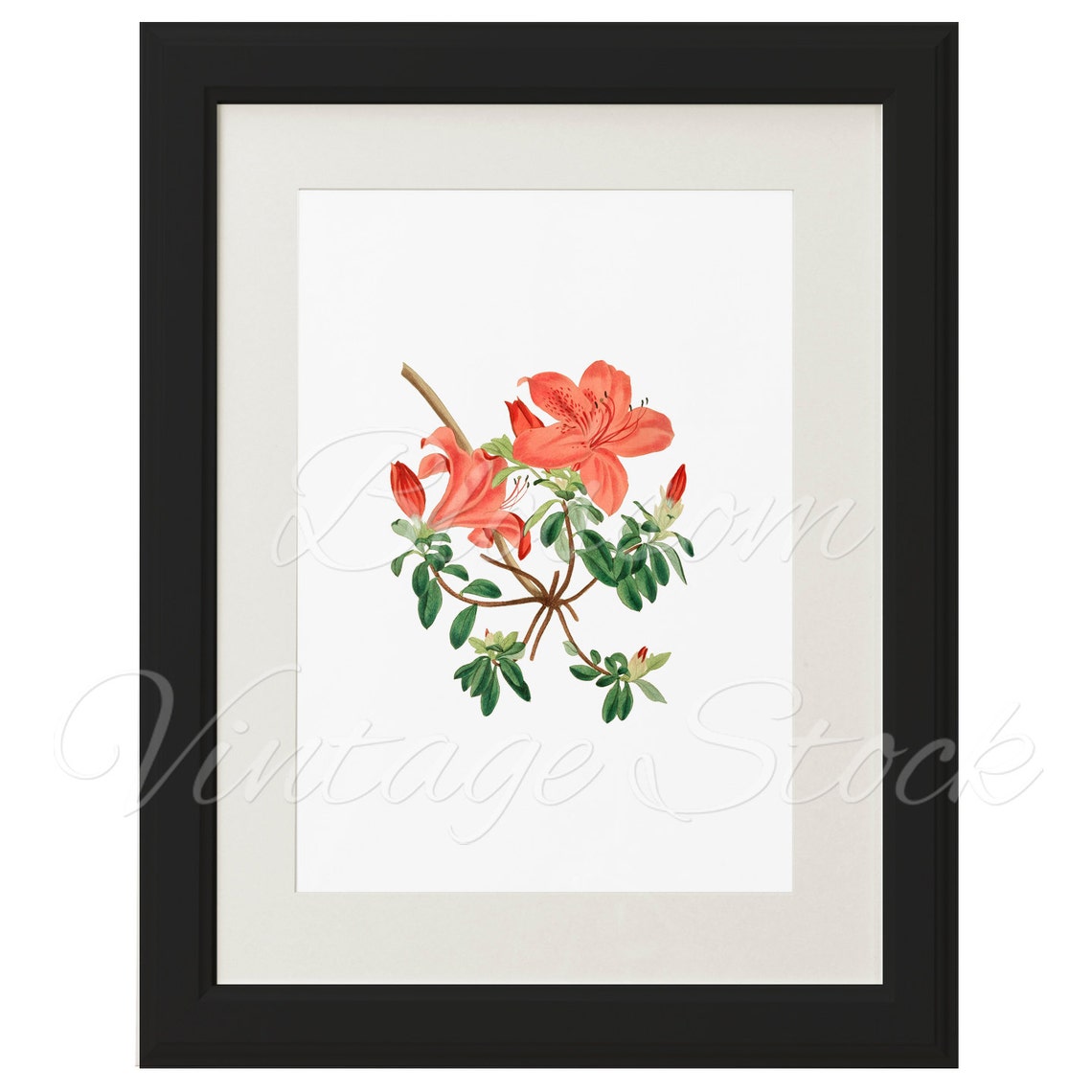 Antique Botanical Print Vintage Flower Illustration Red | Etsy