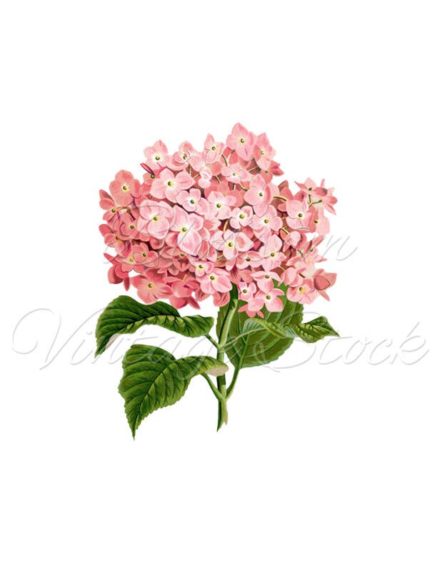 Botanical Print Pink Flower Hydrangea Art Print Vintage | Etsy