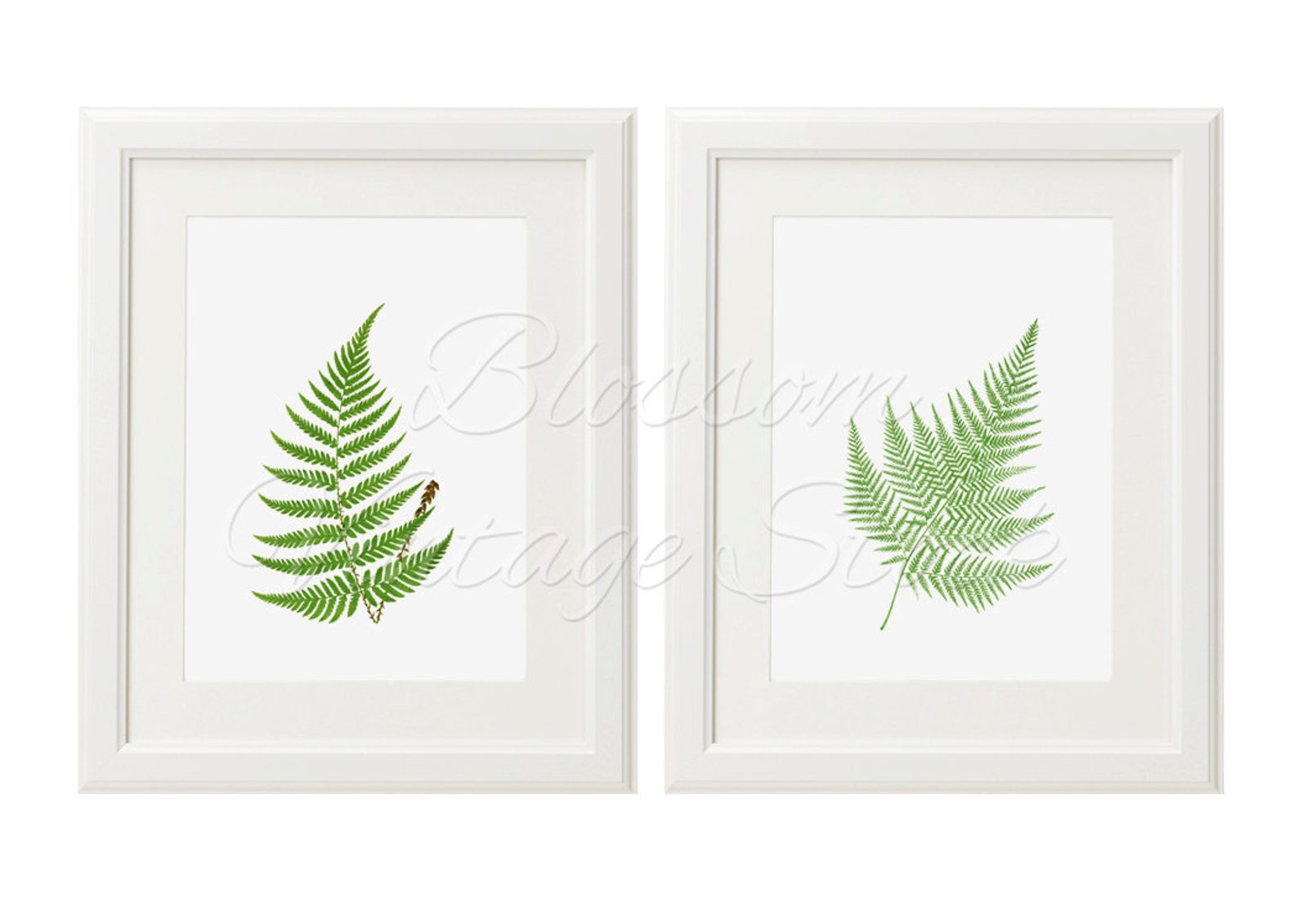 Fern Botanical Print Set Fern botanical Prints INSTANT | Etsy